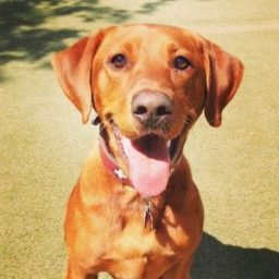 Hussein Samji, M.D. | Camino Ear, Nose & Throat Clinic